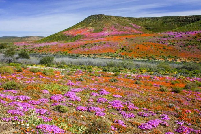 Kinh nghiệm du lịch Nam Phi tự túc 2020 "giá rẻ" ăn chơi thả ga