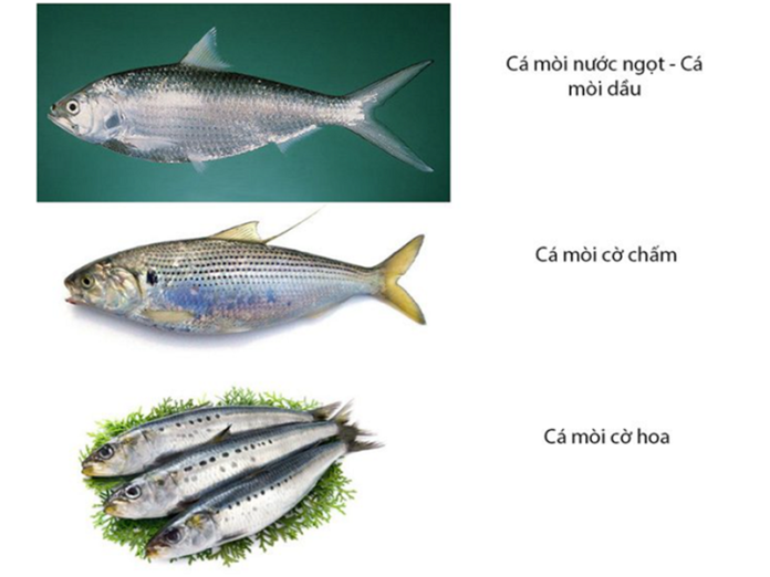 Cá Mòi Kho Kiến Thụy Hải Phòng – Món Quà Từ Biển Cả